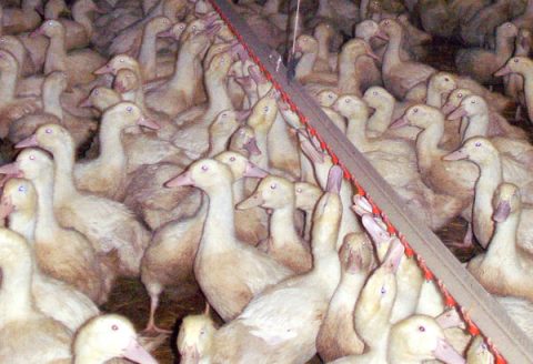 Ducks Out of Water: The Cruel Reality of Duck Factory Farming - May ...