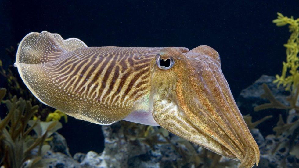 THERE'S AN INTELLIGENT BEING IN THAT SQUISHY BODY: CUTTLEFISH PASS TEST ...