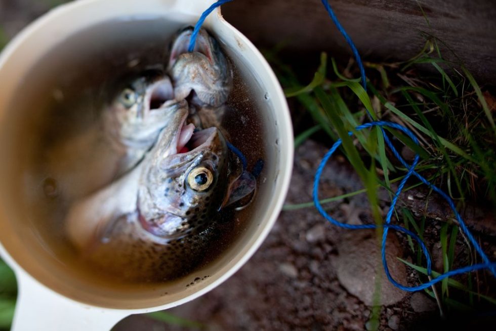The Suffering Of Marvellous Fish - May Safely Graze