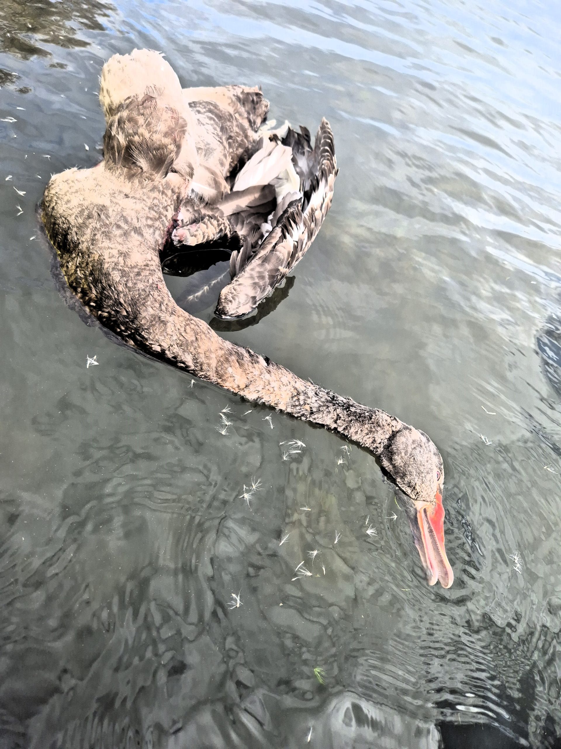 1 dead swan, 2 floating ducks, and some beer cans in a willow tree ...